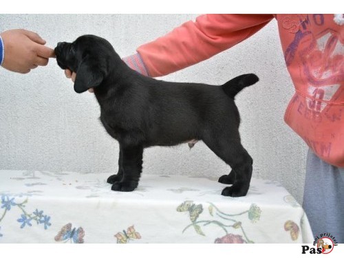 Labrador retriver