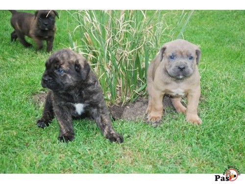 Cane Corso