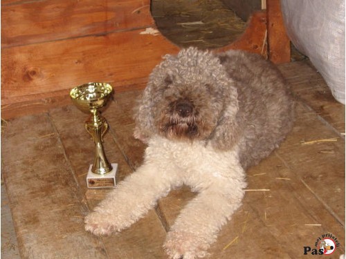 Lagotto romagnolo