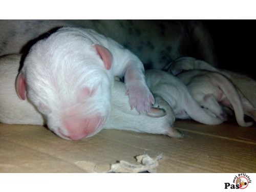 Dogo argentino