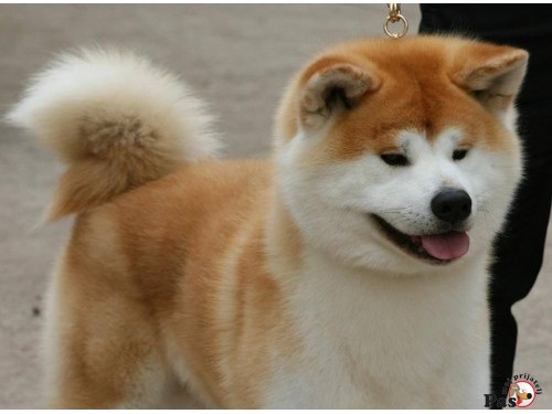 AKITA INU