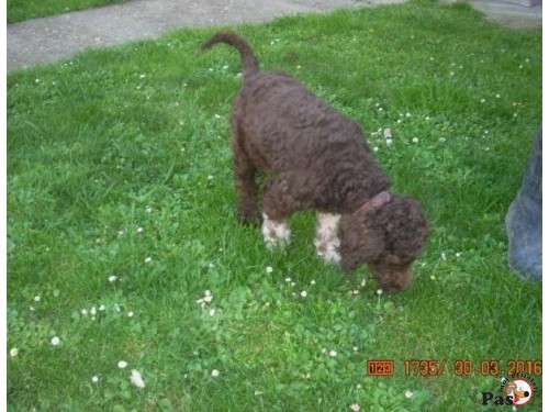 Lagotto romagnolo