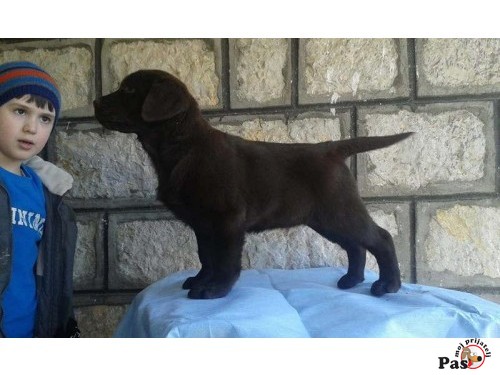 Labrador retriver