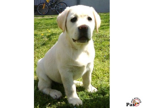 Labrador retriver