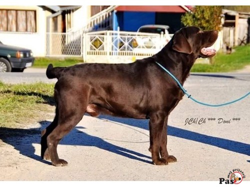 Labrador retriver