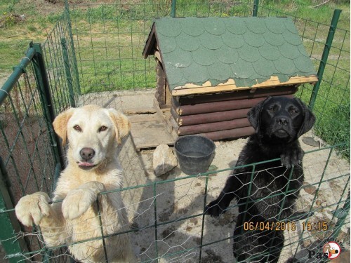 Labrador retriver