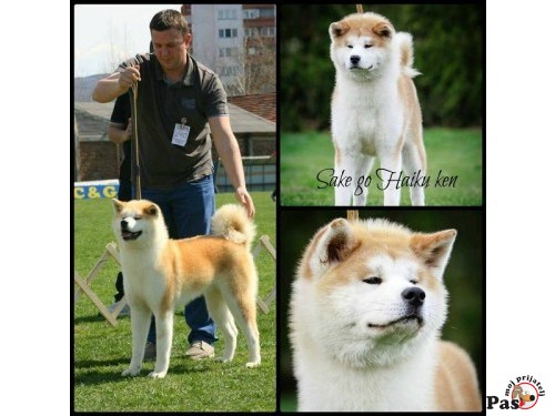 Akita Inu