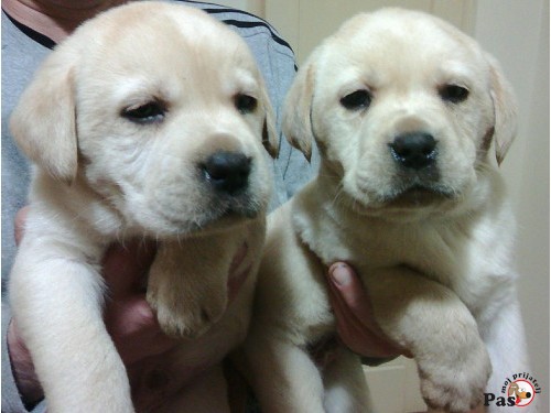 Labrador retriver
