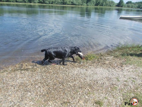 Labrador retriver