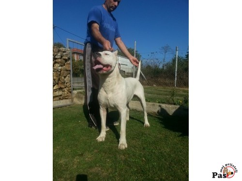 Dogo argentino