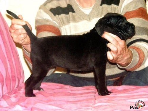 Cane Corso