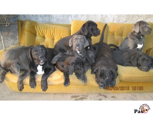 Cane Corso