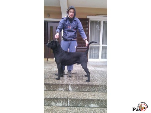 Cane Corso