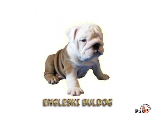 Engleski buldog