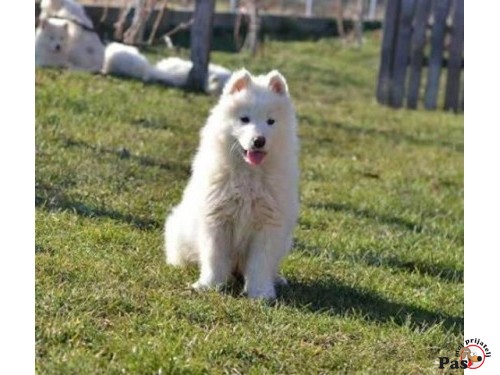 Samojed