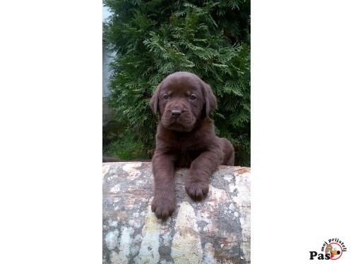 Labrador retriver