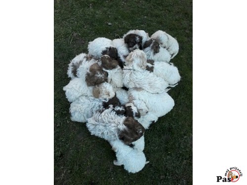 Lagotto romagnolo