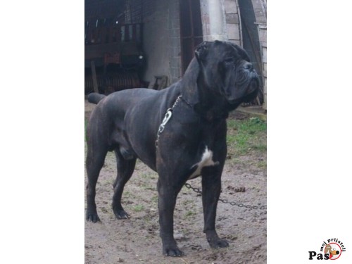 Cane Corso