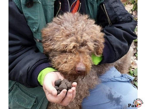 Lagotto romagnolo