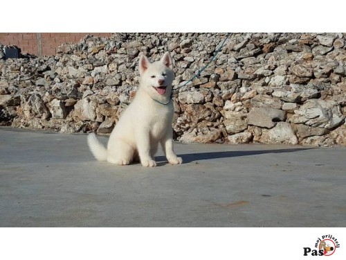Akita Inu