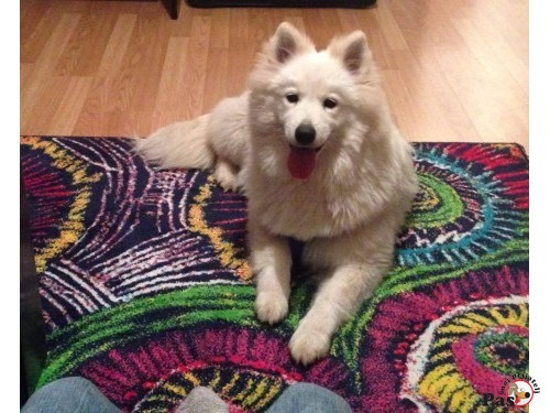 Samojed