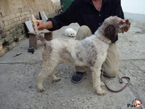 LAGOTTO ROMAGNOLO
