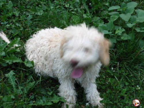 Lagotto romagnolo