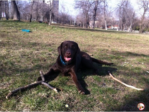 Labrador retriver