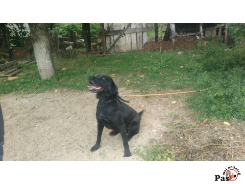 Labrador retriver