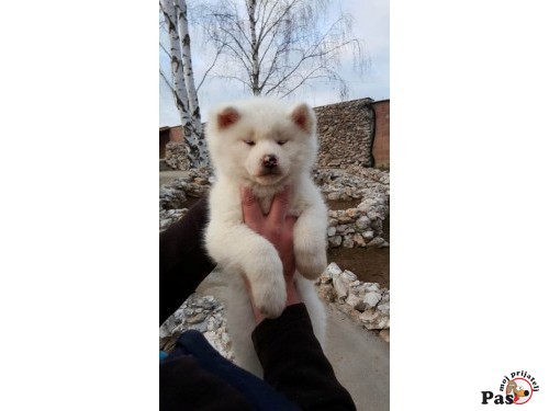 Akita Inu