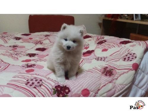 Samojed