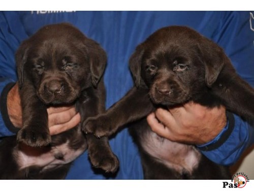 Labrador retriver