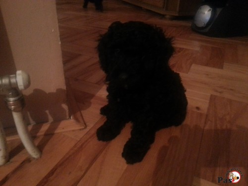 PUDLE