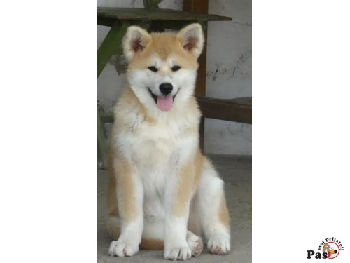 Akita Inu