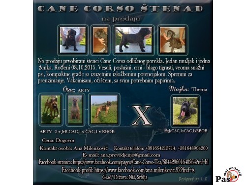 CANE CORSO