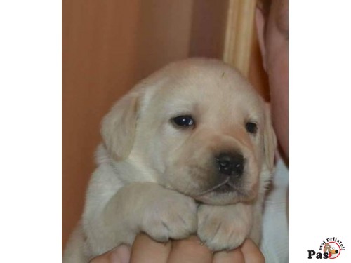 LABRADOR RETRIVER