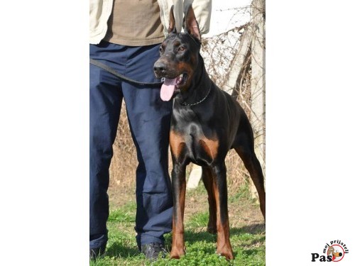 Doberman