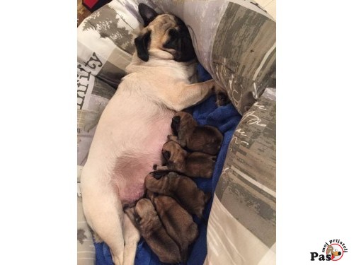 Mops