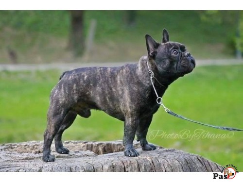 FRANCUSKI BULDOG