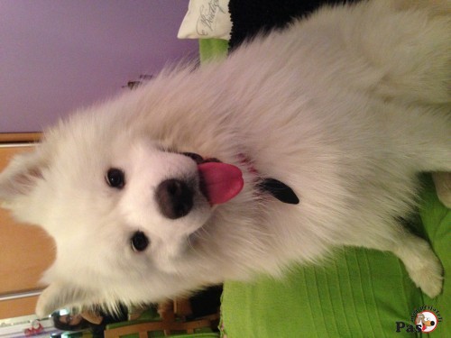 Samojed