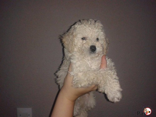PUDLE
