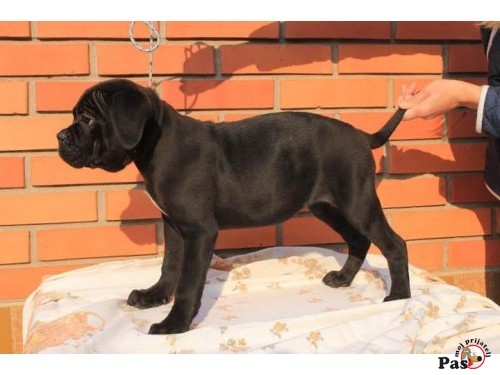 Cane Corso