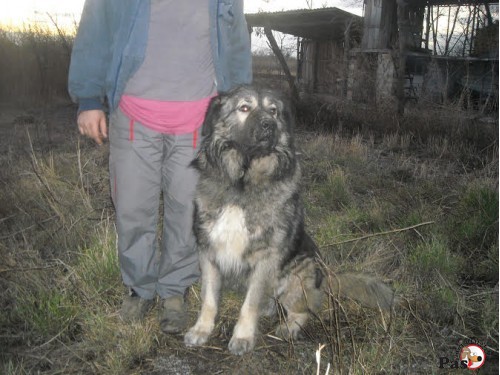 Šarplaninac