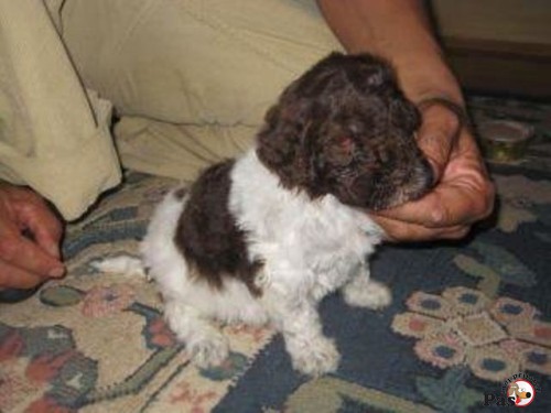 LAGOTTO ROMAGNOLO