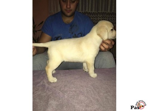 Labrador retriver