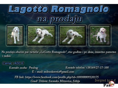 Lagotto romagnolo