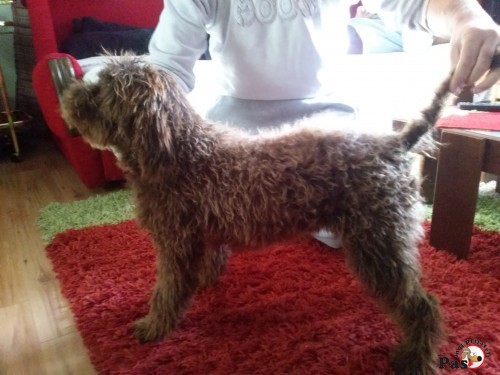 Lagotto romagnolo