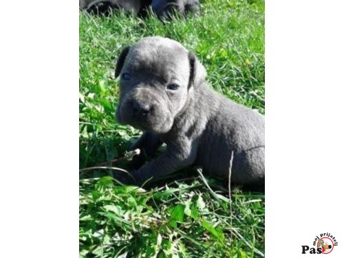 Cane Corso