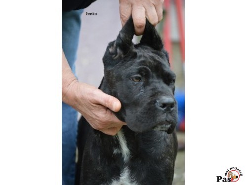 CANE CORSO