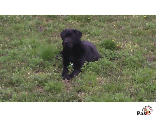 Labrador retriver